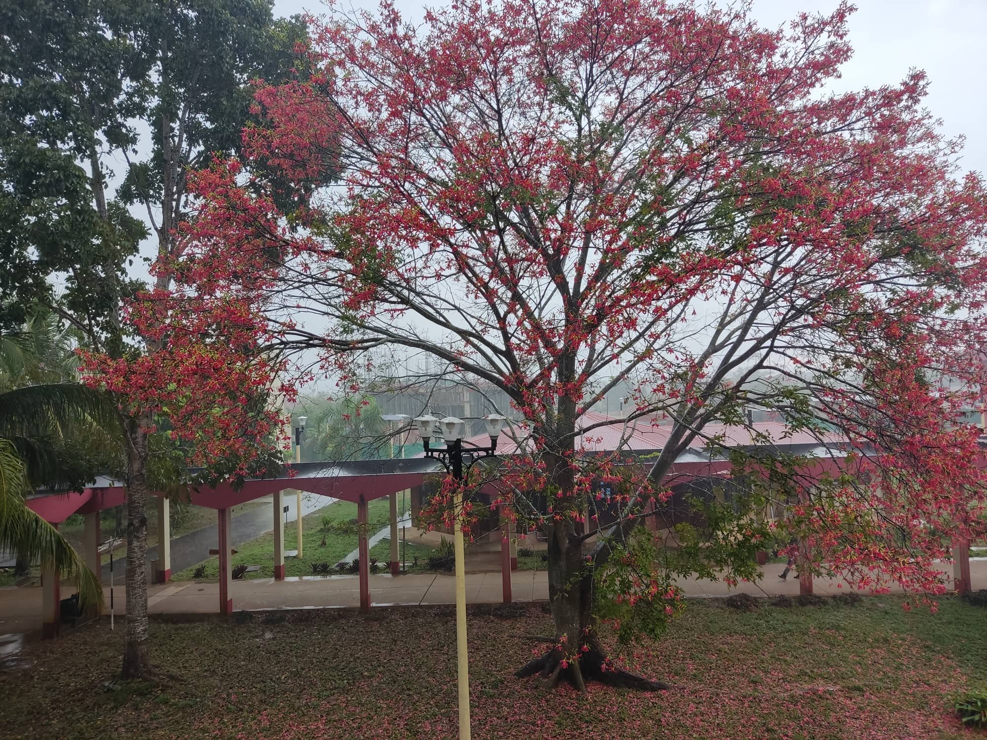 El porqué del color de la flor de la lupuna (árbol madre)... Es el ...